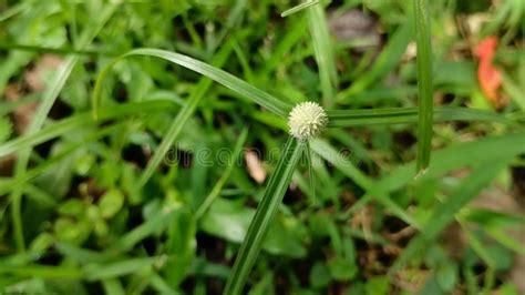 Cyperus Difformis Which Grows Abundantly Stock Video Video Of Cyperus Medicine 381750017
