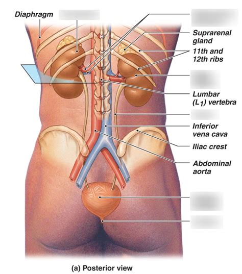 Urinary Organs Posterior Diagram Quizlet