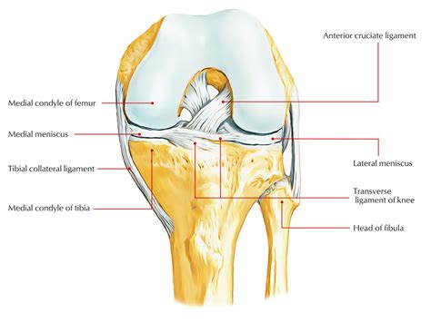 Medial Meniscus