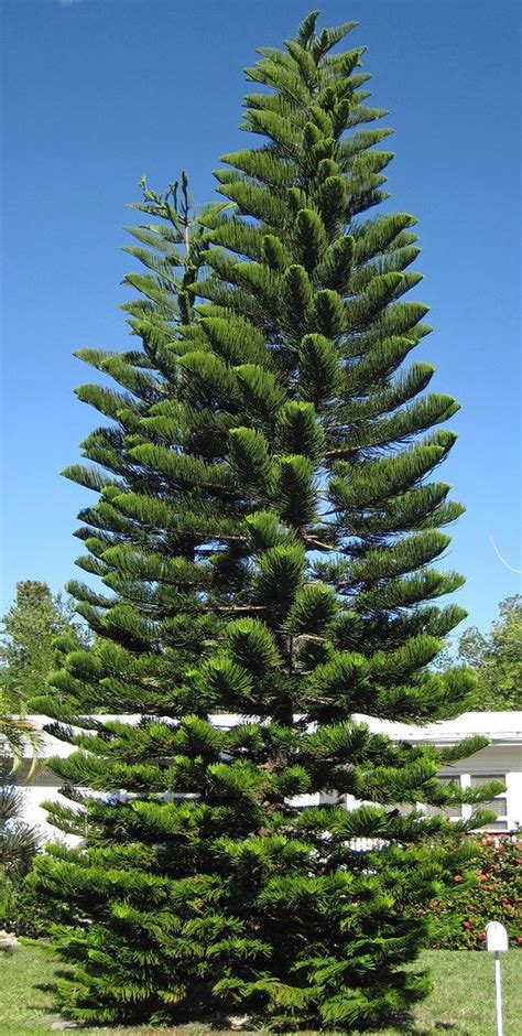 Araucaria Heterophylla Norfolk Island Pine Trees Sanibel Island Florida Usa 1 Artofit