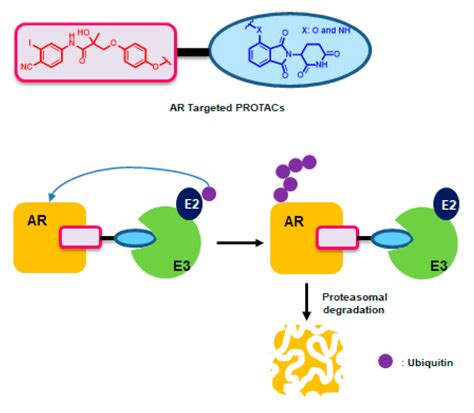 Chemical Degradation Of Androgen Receptor Ar Using Bicalutamide