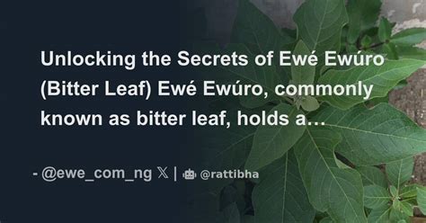 Unlocking The Secrets Of Ewé Ewúro Bitter Leaf Ewé Ewúro Commonly Known As Bitter Leaf Holds