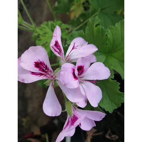 G48 Pelargonium Pink Capitatum Pianta Biologica Profumo Di Cedro Azienda Agricola Erika