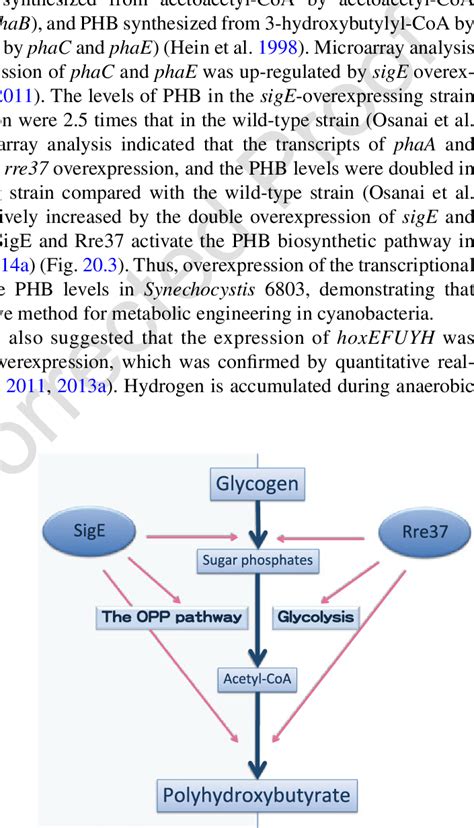 3 Schematic Model Of Activation Of Sugar Catabolism And Download