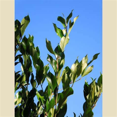 Beautiful Compact Columnar Prunus Caroliniana