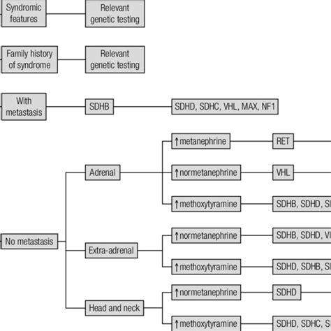 Decisional Flow Chart For Genetic Testing In Patients With A Proven