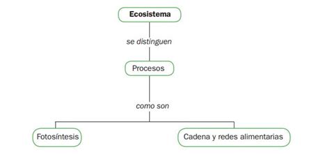 Mapa Conceptual De La Cadena Alimenticia Mapa Conceptual De La Cadena Alimenticia