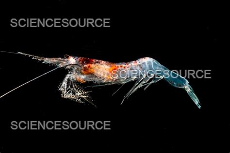 Mesopelagic Crustacean Sergestes Sp Stock Image Science Source
