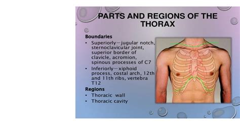 Solution Pleural Disease Studypool