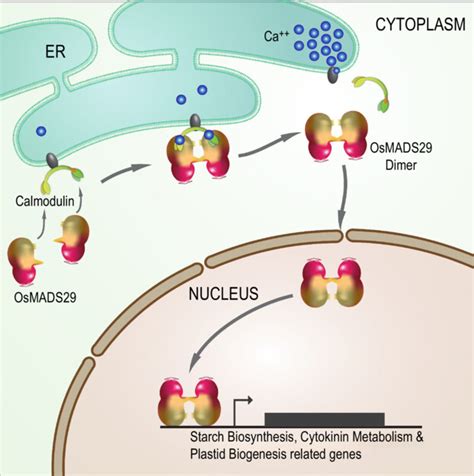 Ca2‐calmodulin Regulates Nuclear Translocation Of The Rice Seed‐specific Mads‐box Transcription