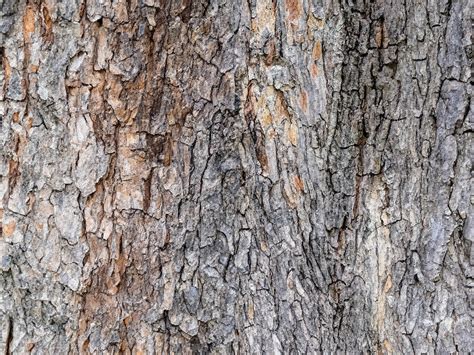 Premium Photo Deciduous Tree Bark Textural Background