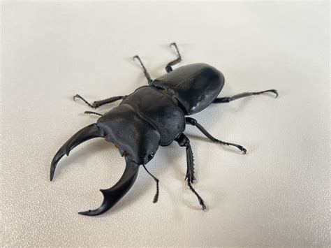 【やや傷や汚れあり】シェンクリングオオクワガタ【b品ペア】 ※画像、説明文をしっかり見て頂きたいです※ の落札情報詳細 ヤフオク落札価格情報