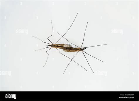 Two Gnats During Mating On A White Background Close Up Of Insects