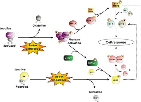 Redox Regulation Of Map Kinases The Scheme Represents The Intimate