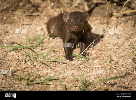 Mongoose And Snake Hi Res Stock Photography And Images Alamy