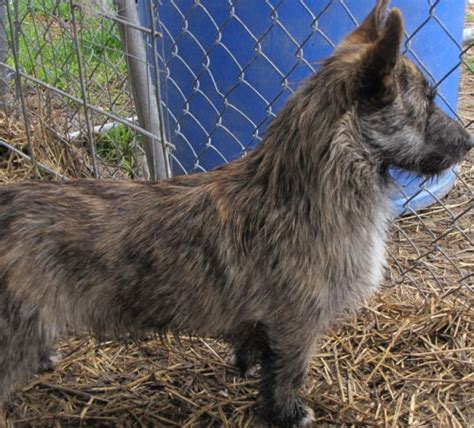 Scottish Terrier Corgi Mix