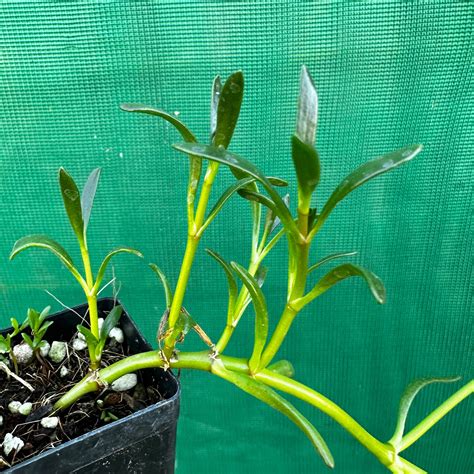 Sea Purslane Sesuvium Portulacastrum Edible Jungle Nursery