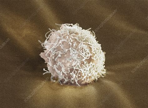 Stem Cell Sem Stock Image G4420449 Science Photo Library