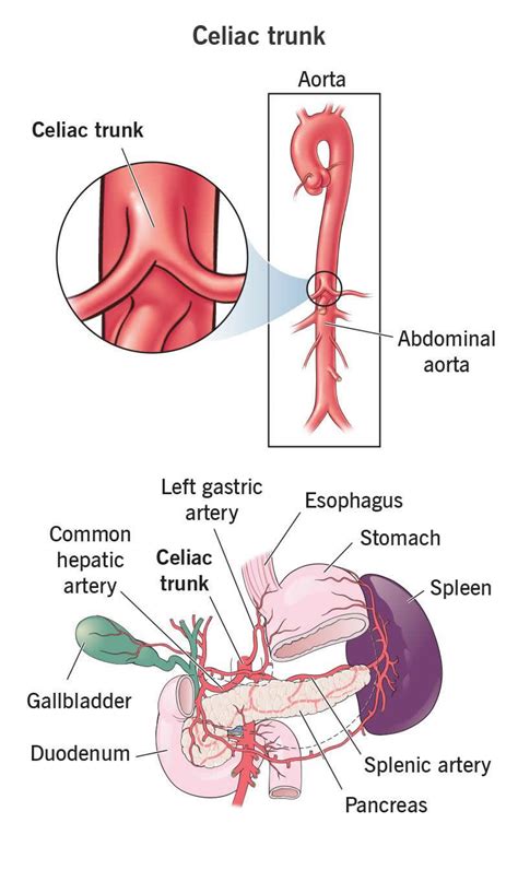 Celiac Trunk Anatomy And Function Wockr
