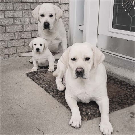White English Labrador Retriever