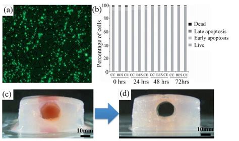 Electrohydrodynamic 3d Bioprinting A The Fluorescent Image Of