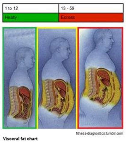 Visceral Fat