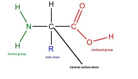 Carboxyl Group Structure
