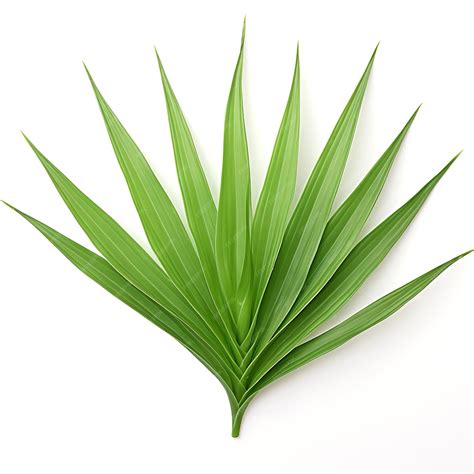 Premium Photo Beautiful Yucca Leaf Isolated On White Background