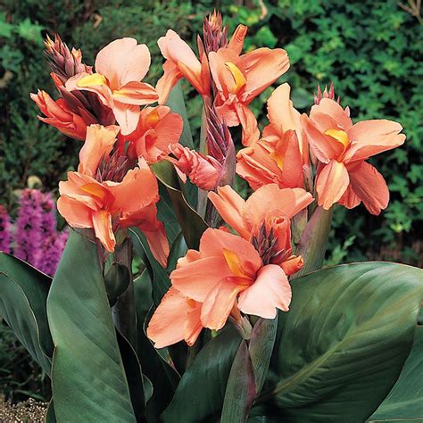 Canna Tropical Sunrise Canna Lily Bulbs Jackson And Perkins