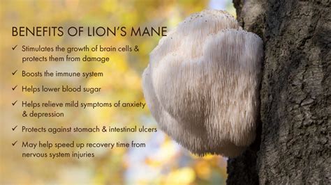 Everything You Need To Know About Lions Mane Pure Essence Labs