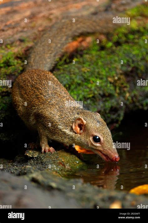 Northern Treeshrew Tupaia Belangeri Tupaia Genus Tupaja