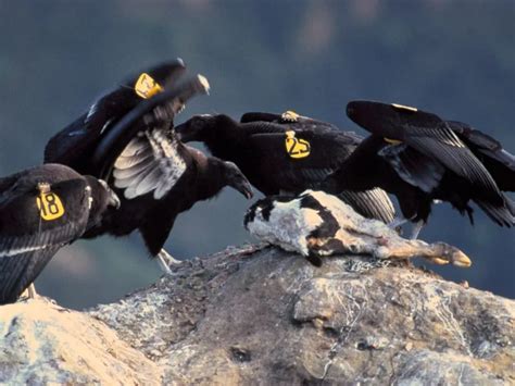 California Condor North Americas Largest And Rarest Bird