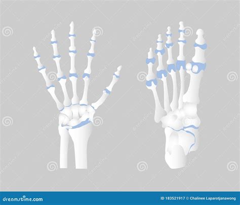 Bone Internal Structure Didactic Scheme Of Anatomy Of Human Bone
