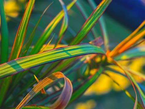 Sharp Leafs Plants Images Wallpapers Preview