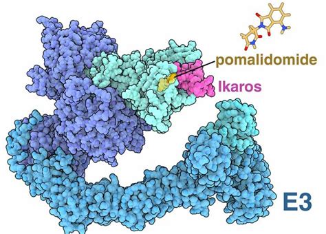 La Protéine Cereblon Liée Au Pomalidomide Et Au Facteur De