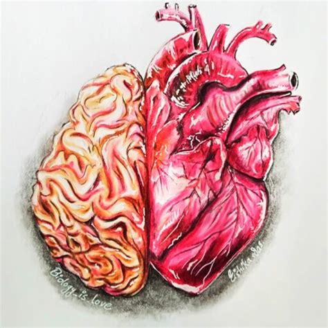 Negative Feedback Control Of Thyroxine Helpful For 12th Standard