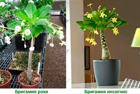 Бригамия: уход в домашних условиях, размножение и пересадка