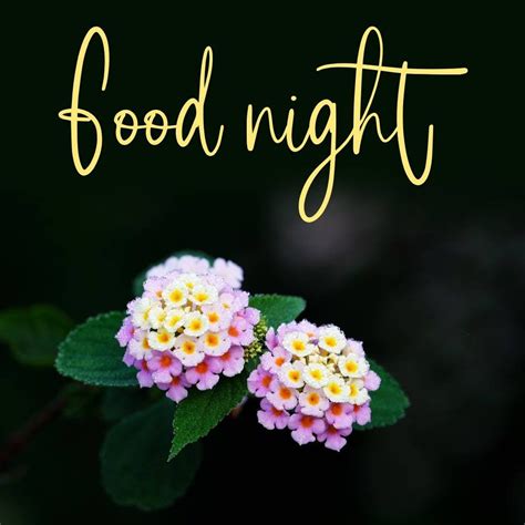 Cute Good Night Pretty Images
