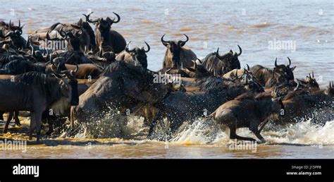 Wildebeests Are Crossing Mara River Great Migration Kenya Tanzania