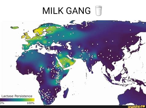 Milk Gang Lactase Persistence 0 100 Ifunny