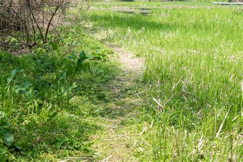 Green Grassy Field In Spring Stock Image Image Of Elevated Grassland