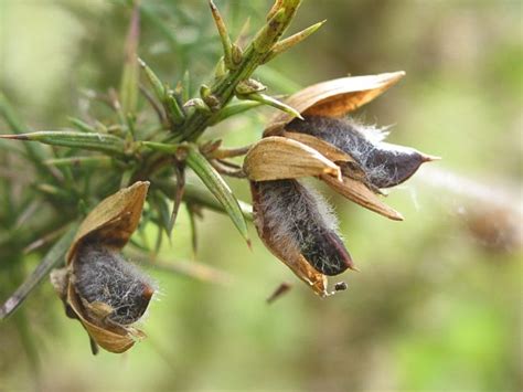 Gorse How To Identify A Quick And Easy Guide