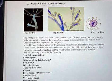 Cnidaria Phylum Digestive System
