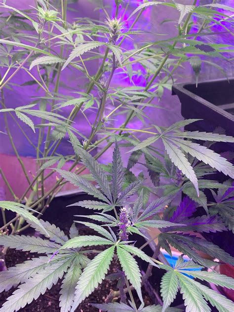 Does Anyone Remember A Completely Calyx Strain Rcannabisbreeding