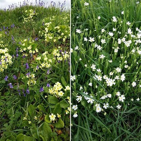 Pin On Wildfower Walks