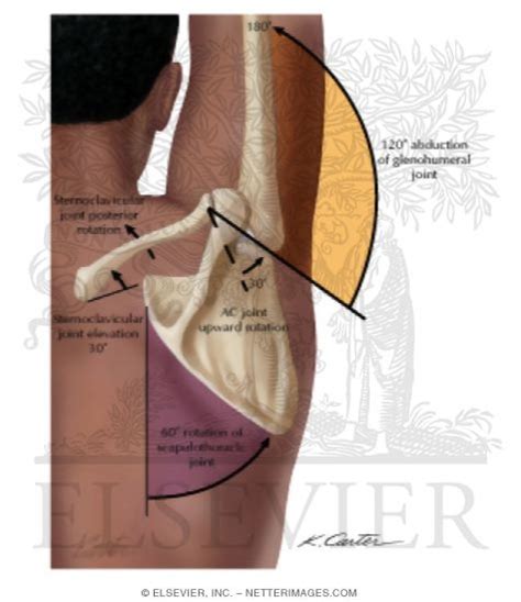 Scapulohumeral Rhythm