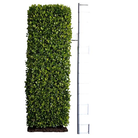 Download Boxwood Hedge Border Png Grb
