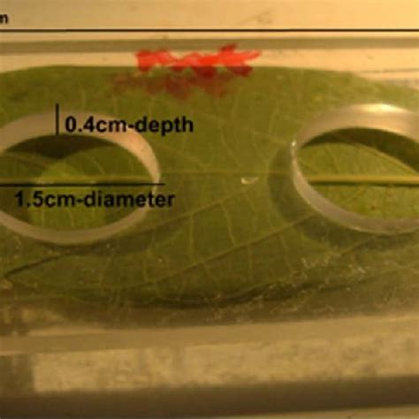 Leaf Disk Unit Showing Dimensions 04 Cm Depth × 15 Cm Diameter Of