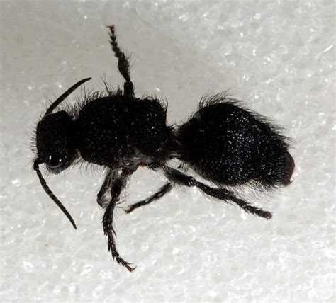 Velvet Ants The Australian Museum