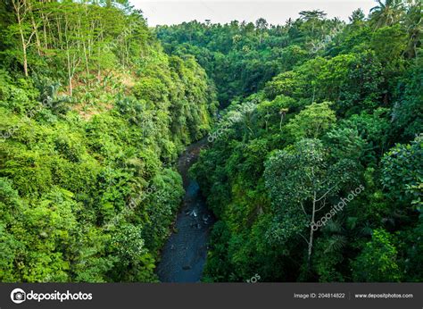 Tropical Evergreen Forest